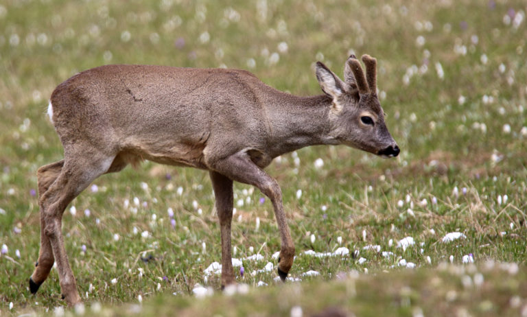 Le chevreuil - Vallée de Ceillac