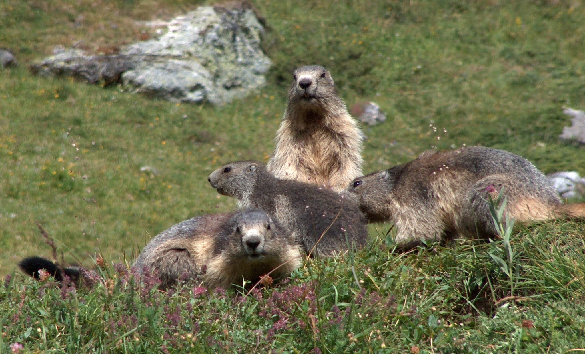 La Marmotte - Vallée de Ceillac