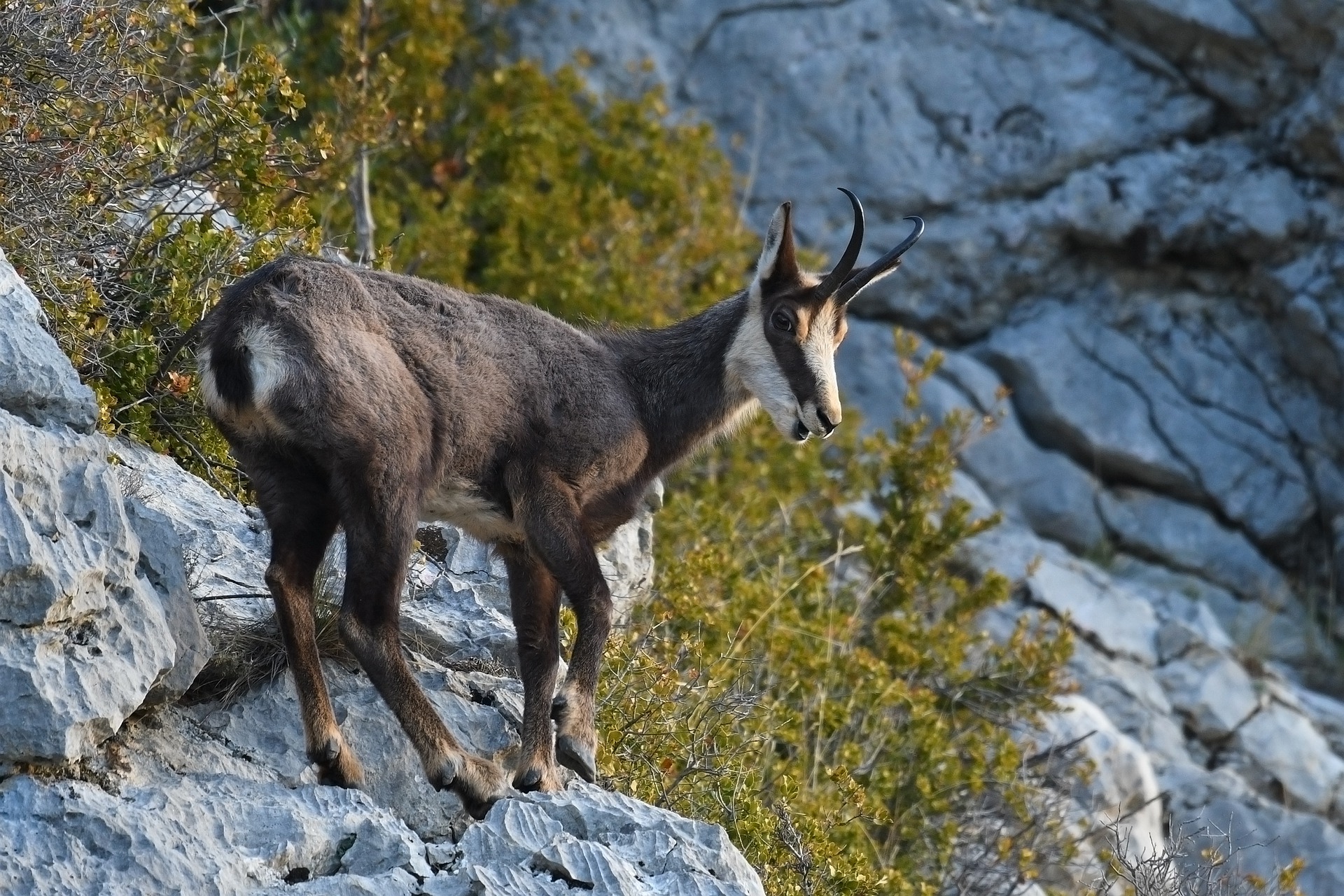 Le Chamois - Vallée de Ceillac