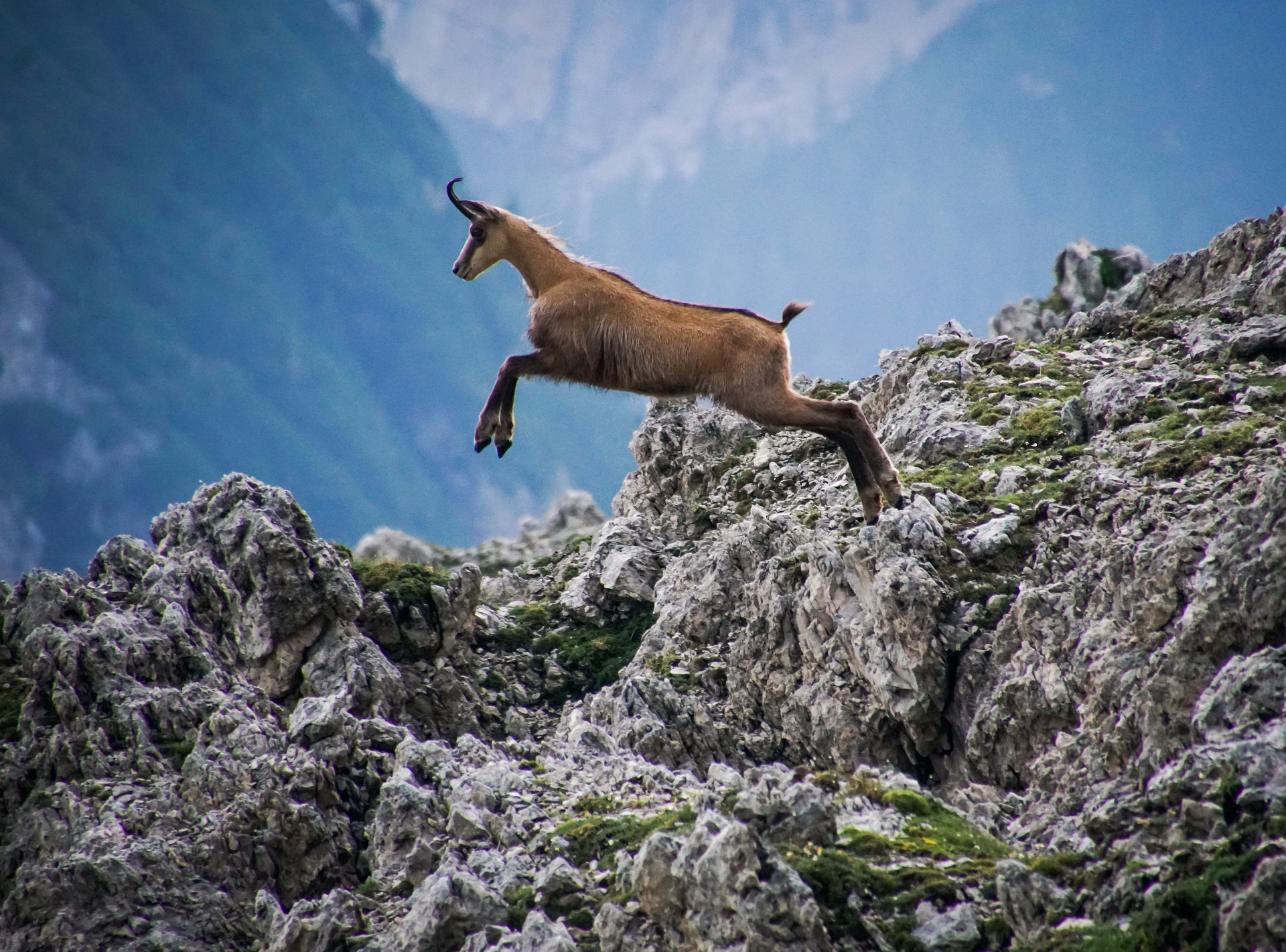 Le Chamois - Vallée de Ceillac